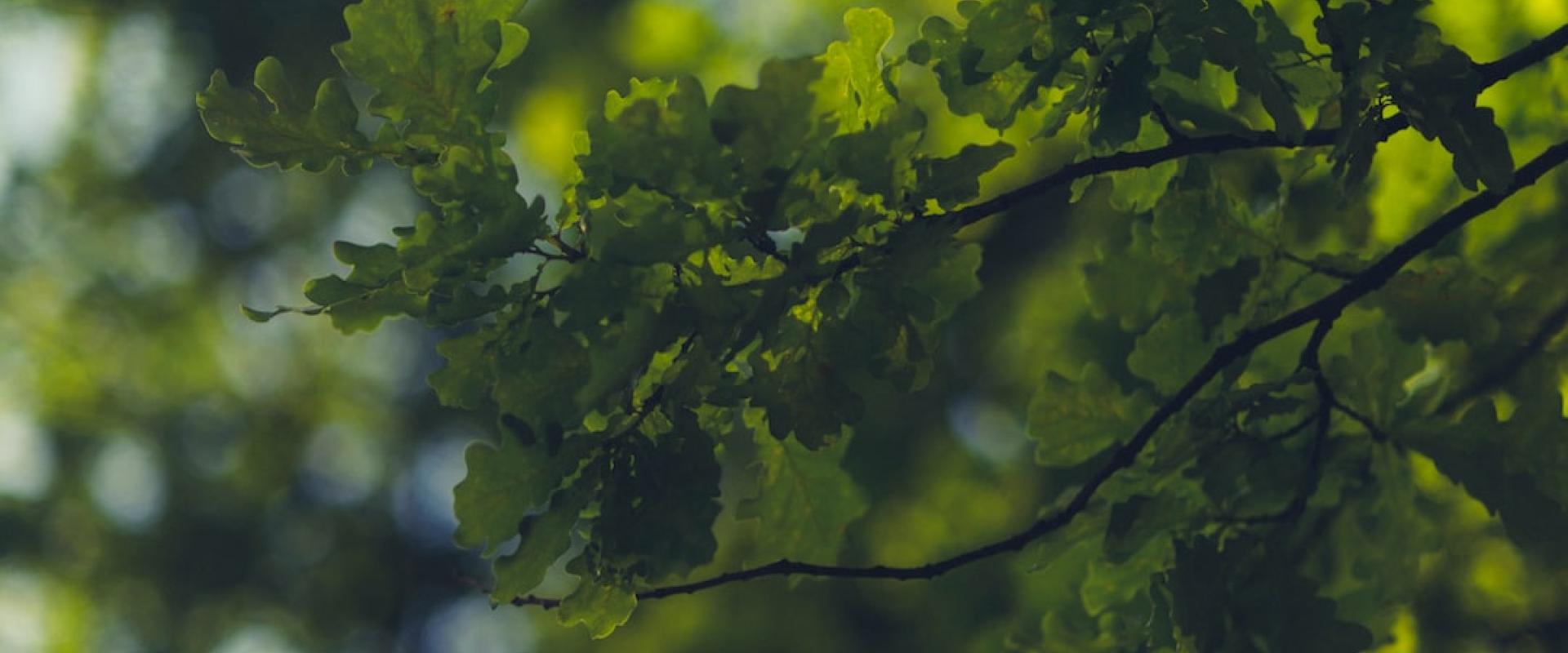 retirement-planning-retirement-plans-black-oak-investment-counsel-inc